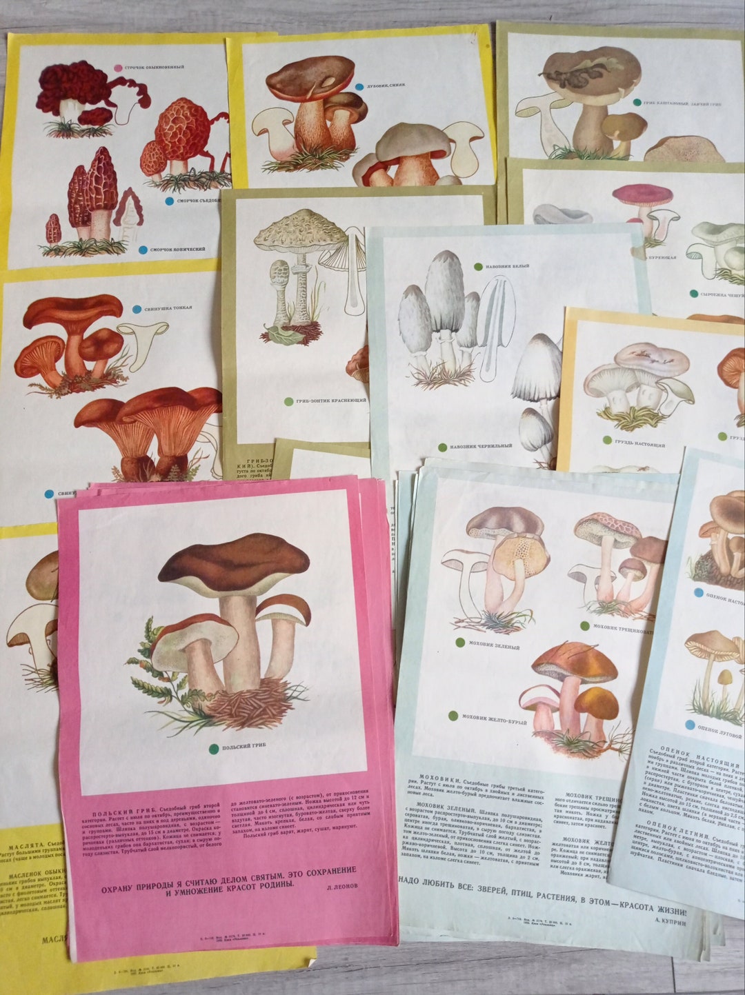 Vintage Mushroom Prints, Set of 24 Large Mushroom Posters, Vintage ...