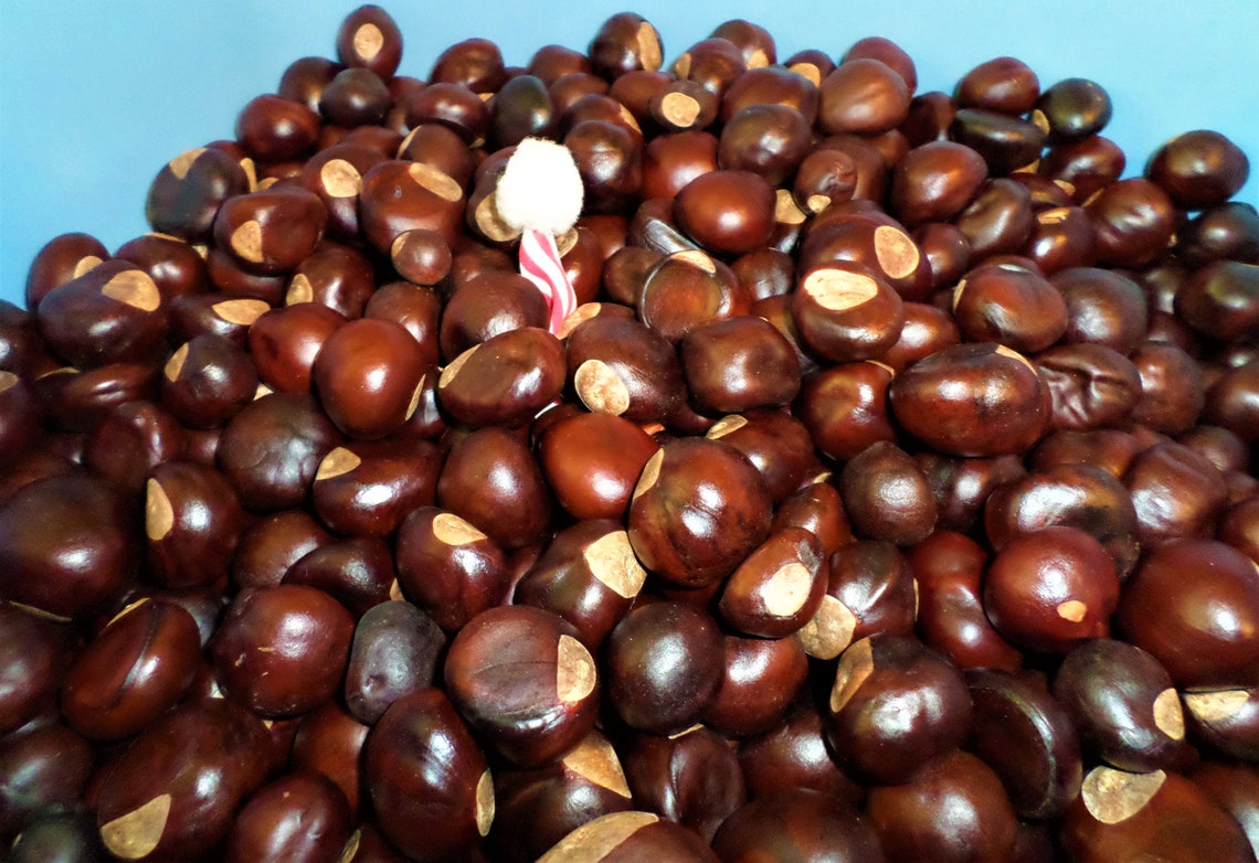 100 Buckeye Nuts OHIO STATE Grown OSU Go Bucks!! - Etsy