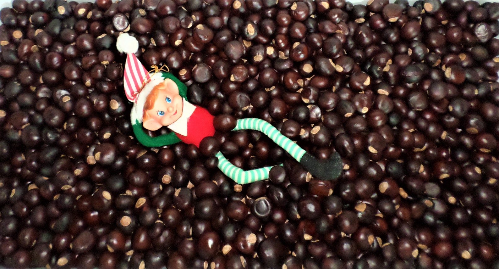 100 Buckeye Nuts OHIO STATE Grown Lucky Buckeyes - Etsy