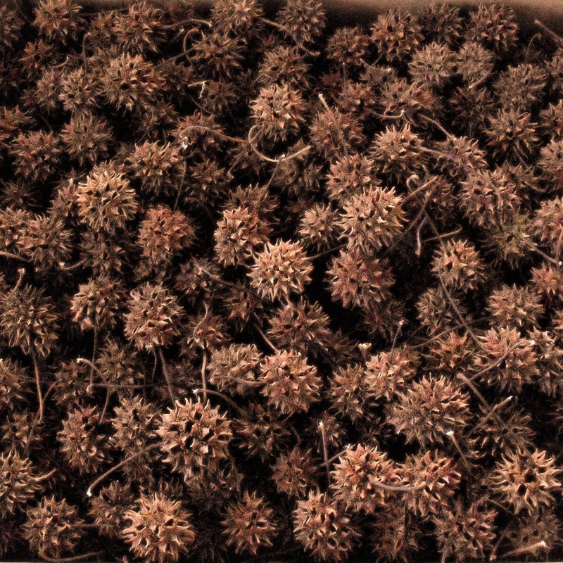 Sweetgum Balls - Etsy