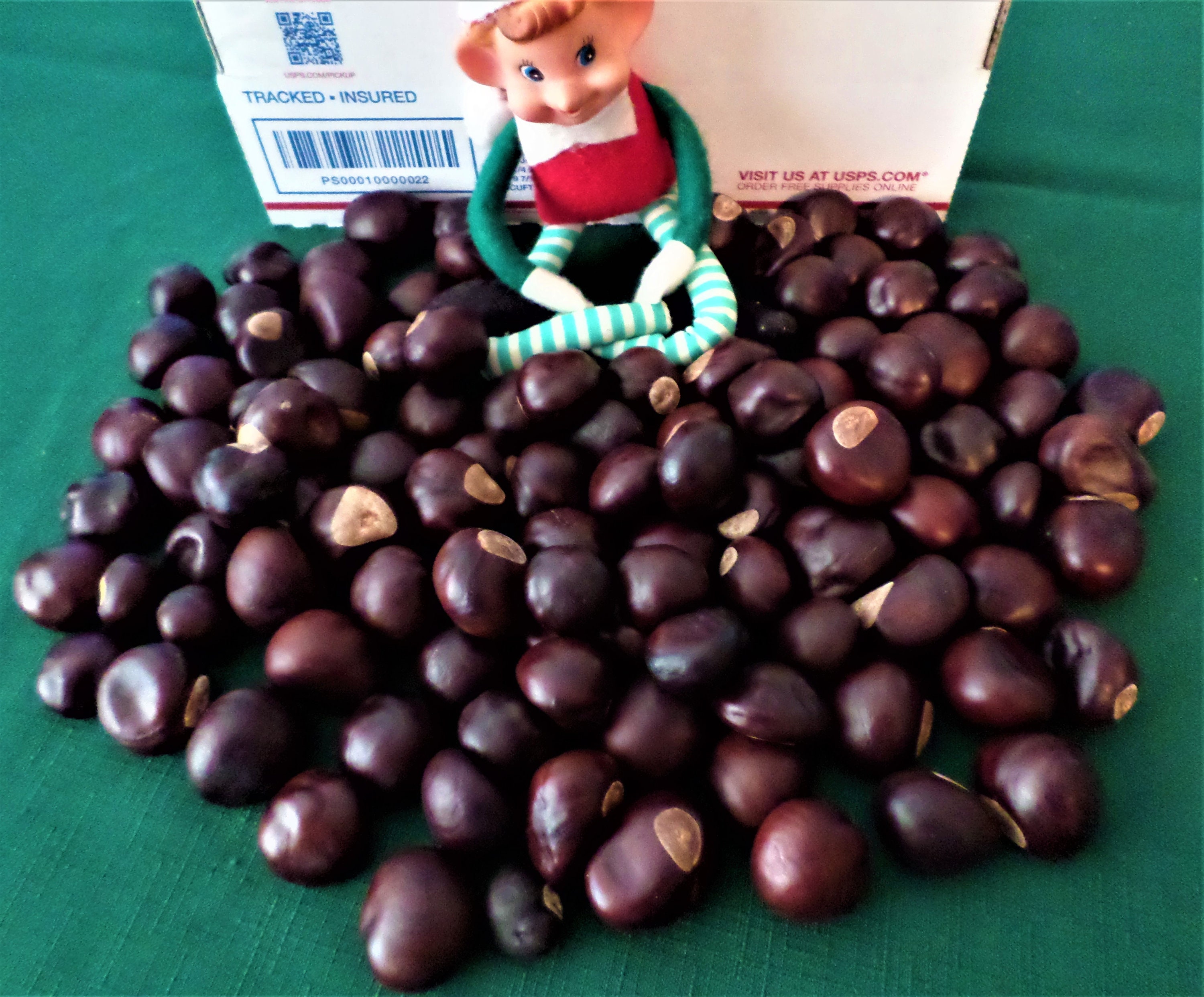 100 Buckeye Nuts OHIO STATE Grown OSU Go Bucks - Etsy