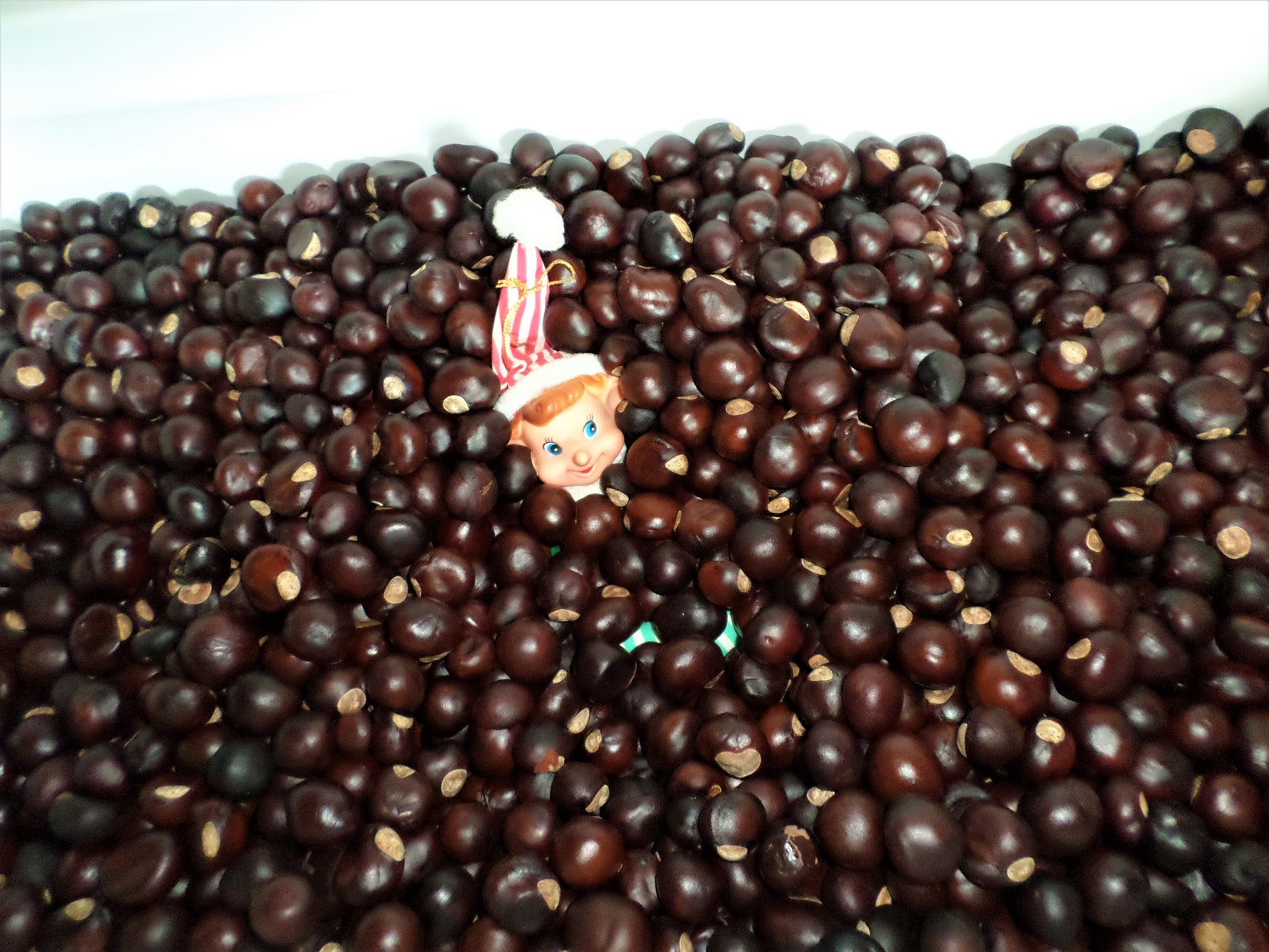 100 Buckeye Nuts OHIO STATE Grown Lucky Buckeyes - Etsy