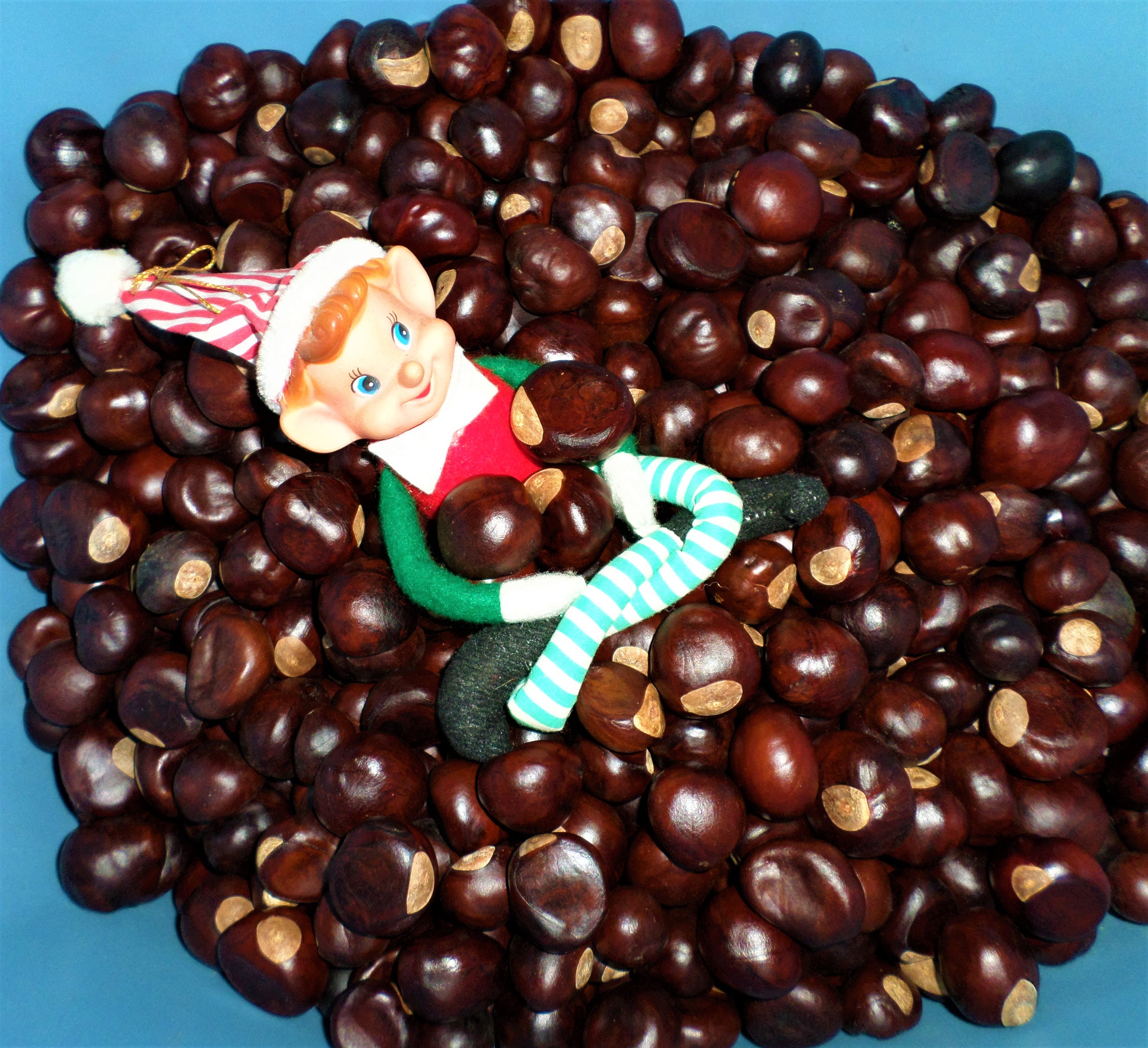 100 Buckeye Nuts OHIO STATE Grown OSU Go Bucks - Etsy