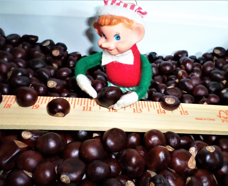 100 Buckeye Nuts OHIO STATE Grown Lucky Buckeyes - Etsy
