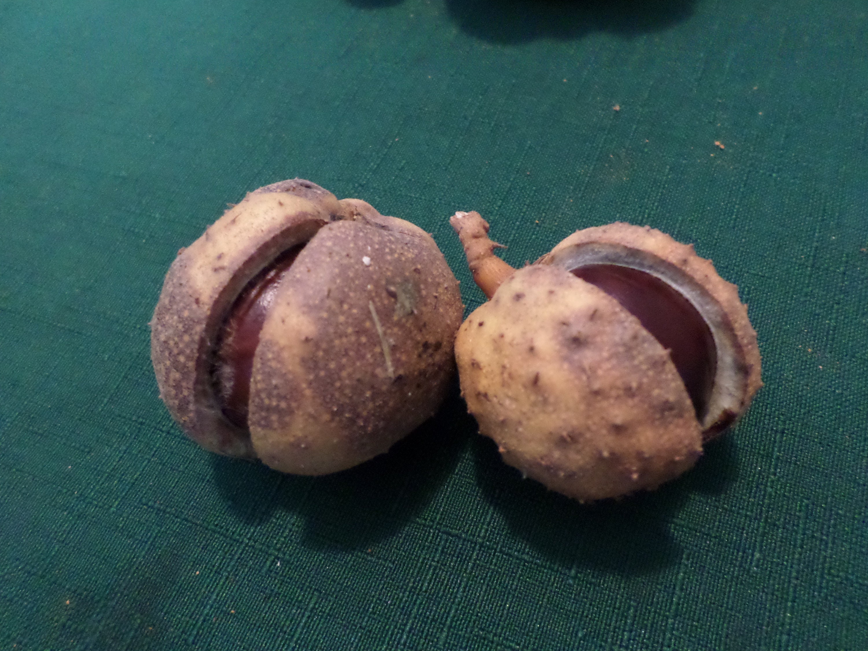 100 Buckeye Nuts OHIO STATE Grown Lucky Buckeyes - Etsy