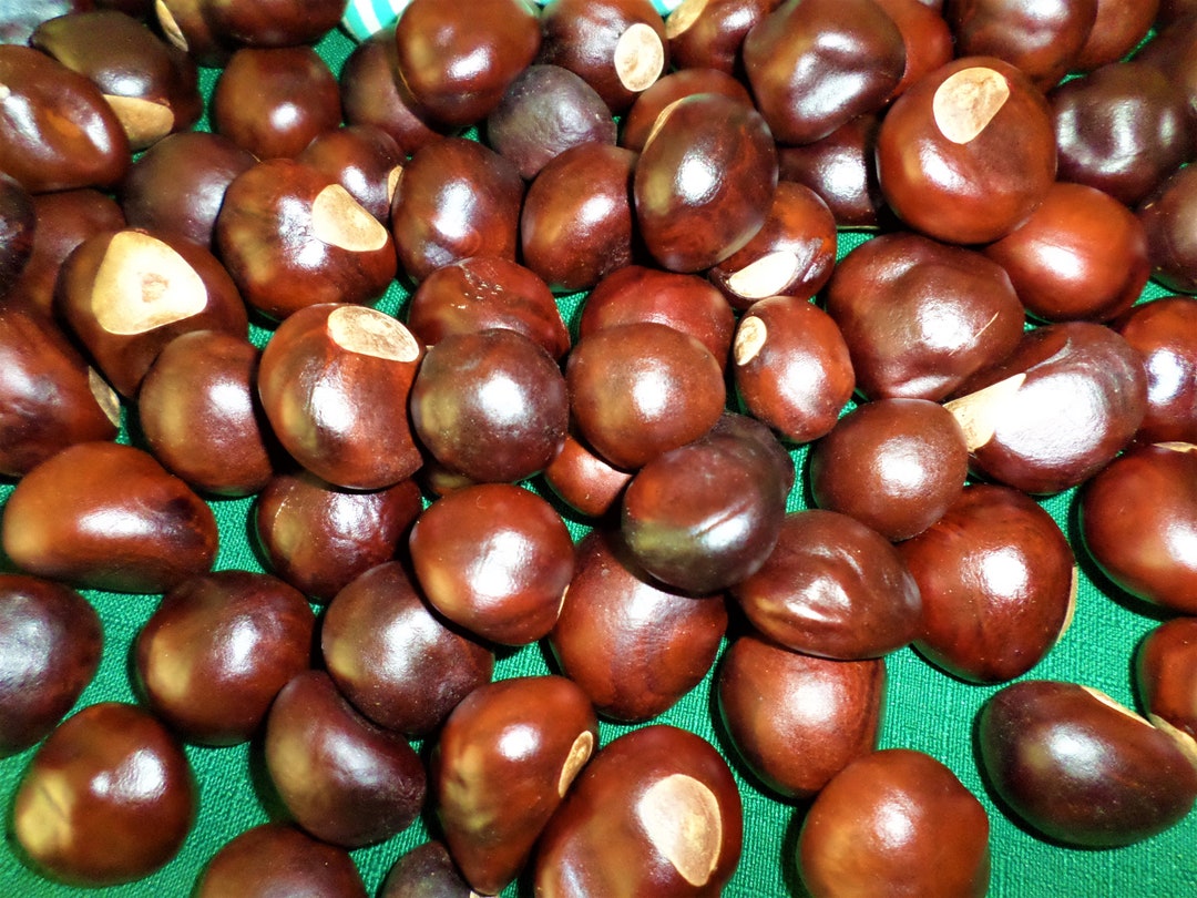 100 Buckeye Nuts OHIO STATE Grown OSU Go Bucks!! - Etsy