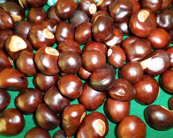 Buckeye Nuts | Etsy