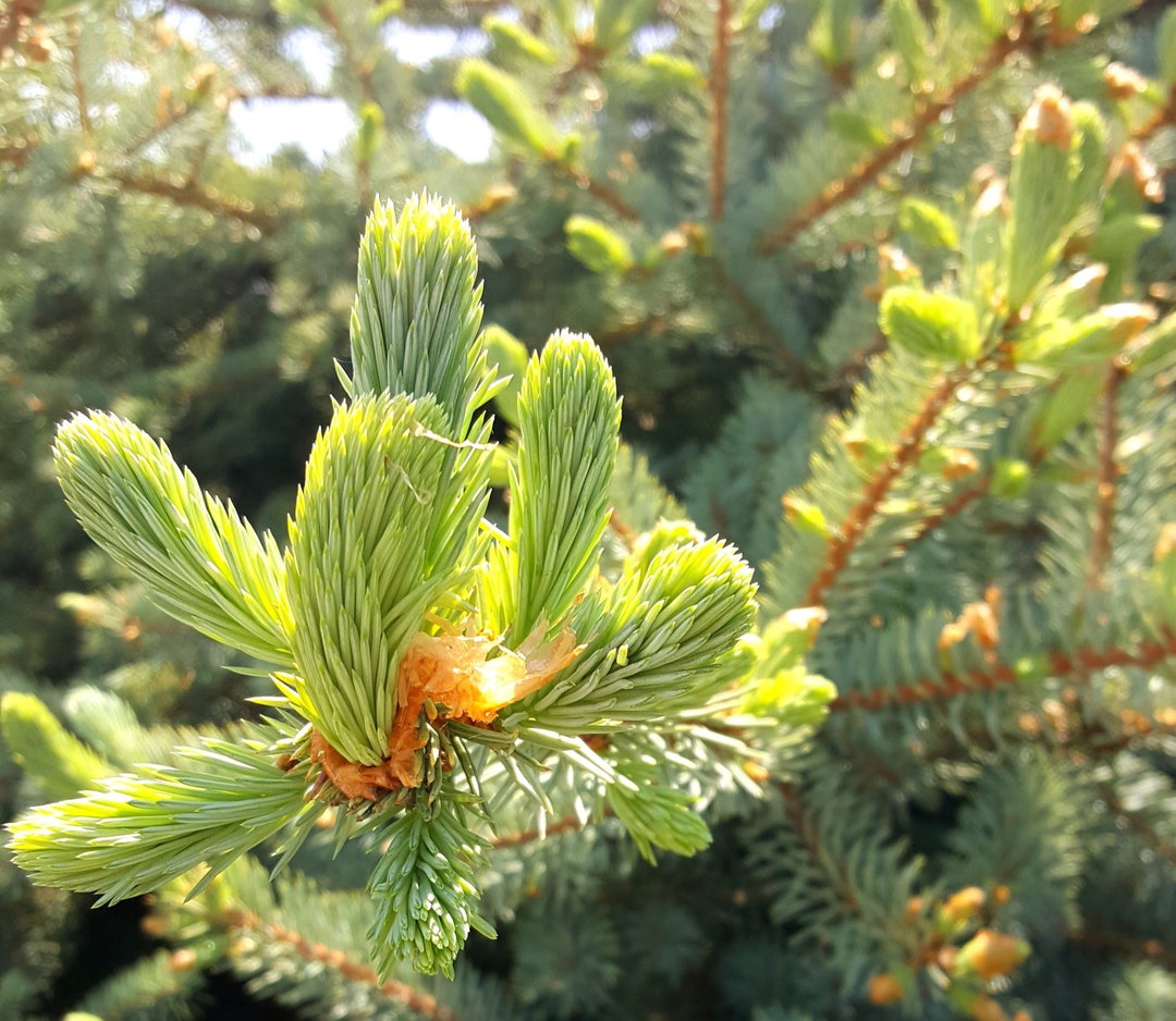 Montana Grown Spruce Tips: 4 Oz - 5 Pounds - Etsy
