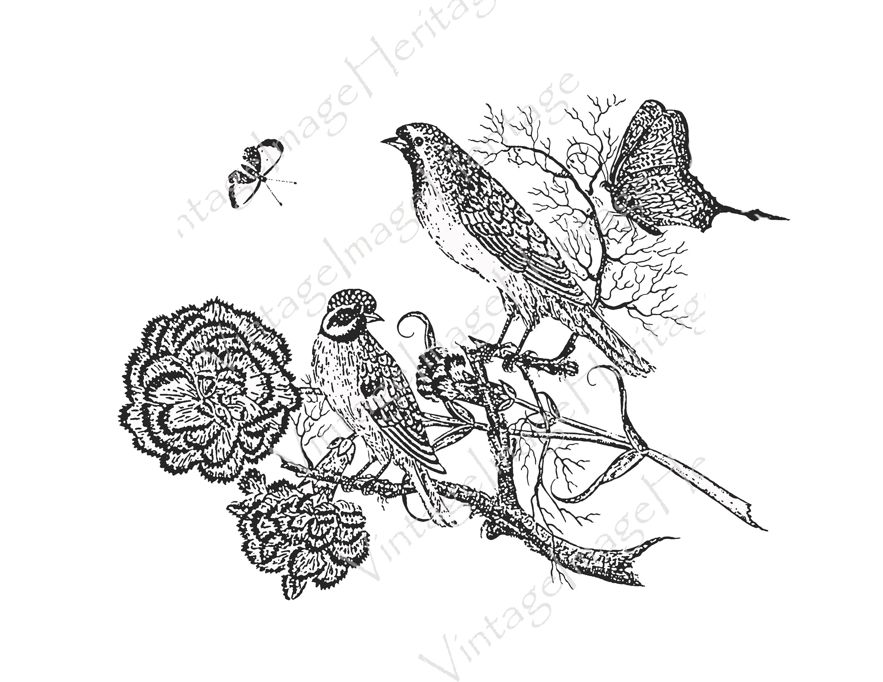 Two Birds With Carnation and Butterfly, 1800s Drawing, Digital Download ...