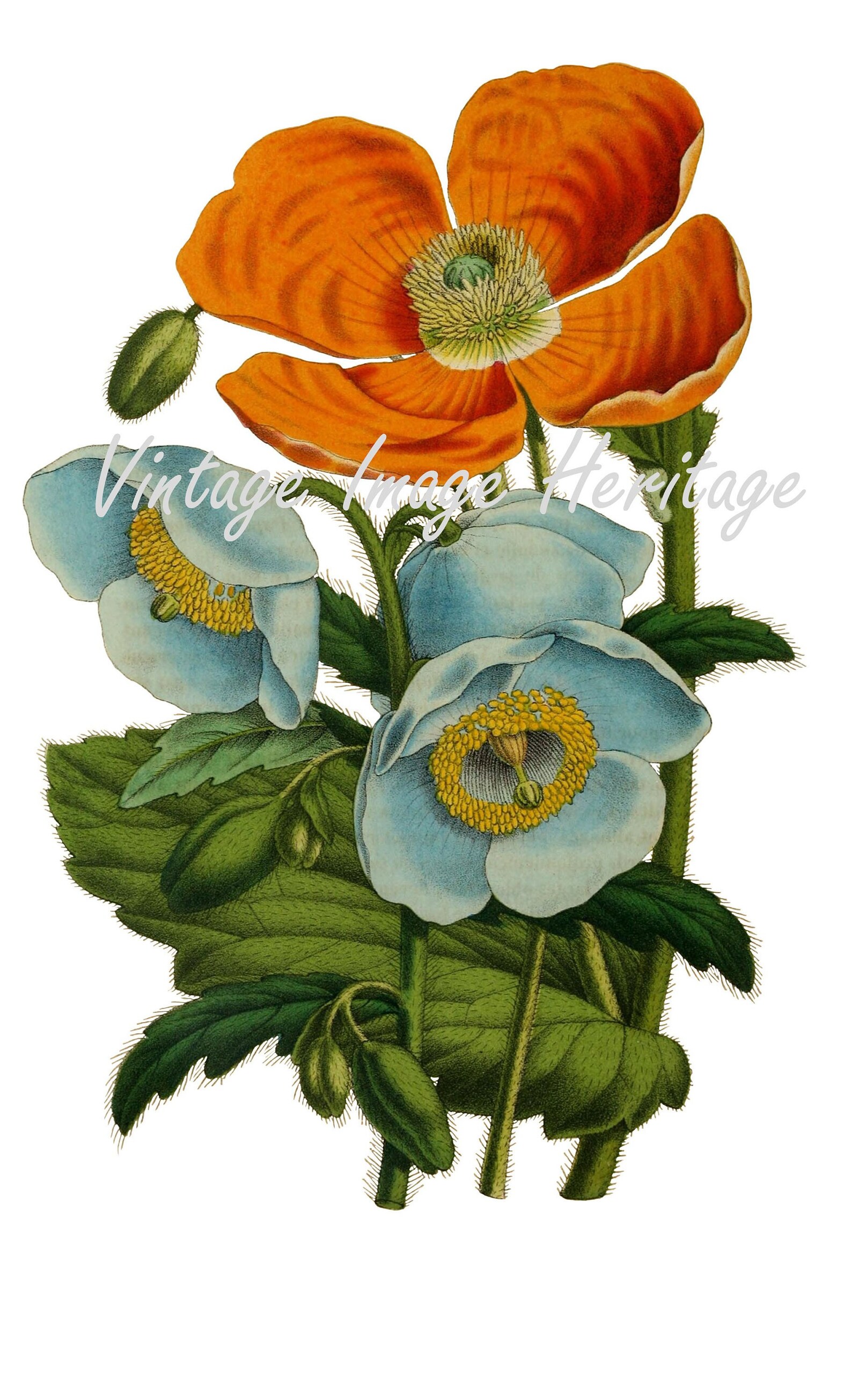 Poppy Papaver Pilosum 1800s Botanical Illustration Digital | Etsy