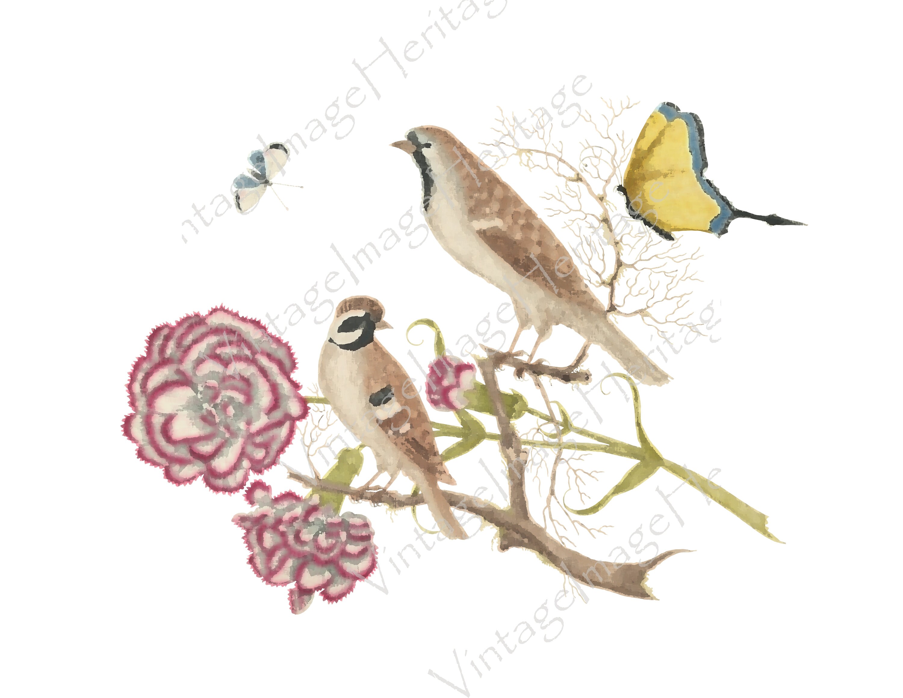Two Birds With Carnation and Butterfly, 1800s Drawing, Digital Download ...