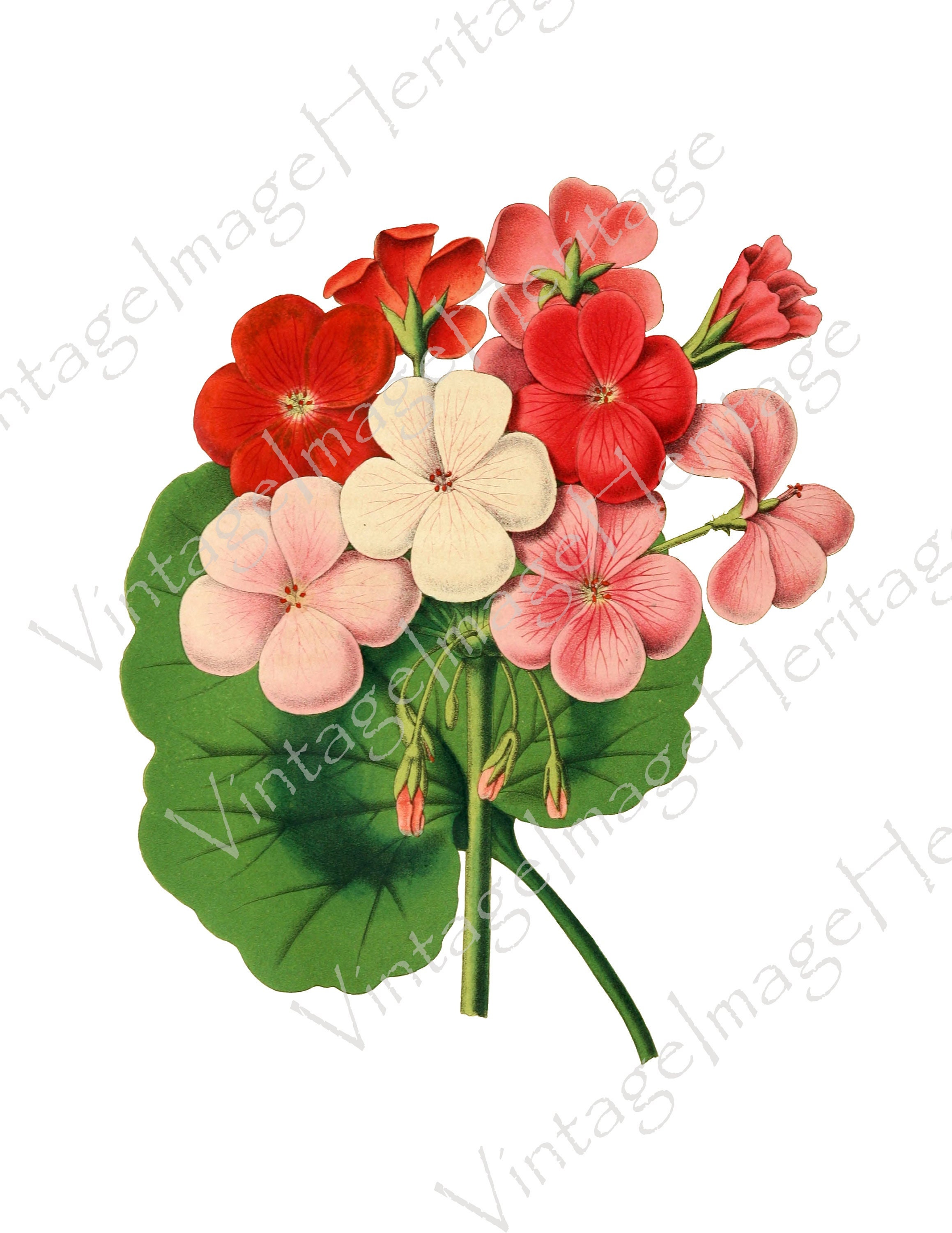 Geranium or Pelargonium 1800s Botanical Illustration Digital - Etsy