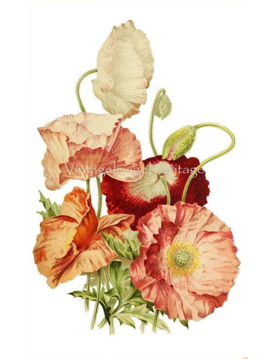 Poppy 1800s Botanical Illustration Digital Download Image | Etsy
