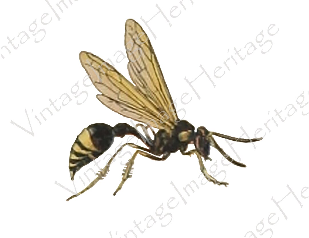 Potter Wasp (eumenes) 1909 Adolphe Millot Illustration, Digital ...