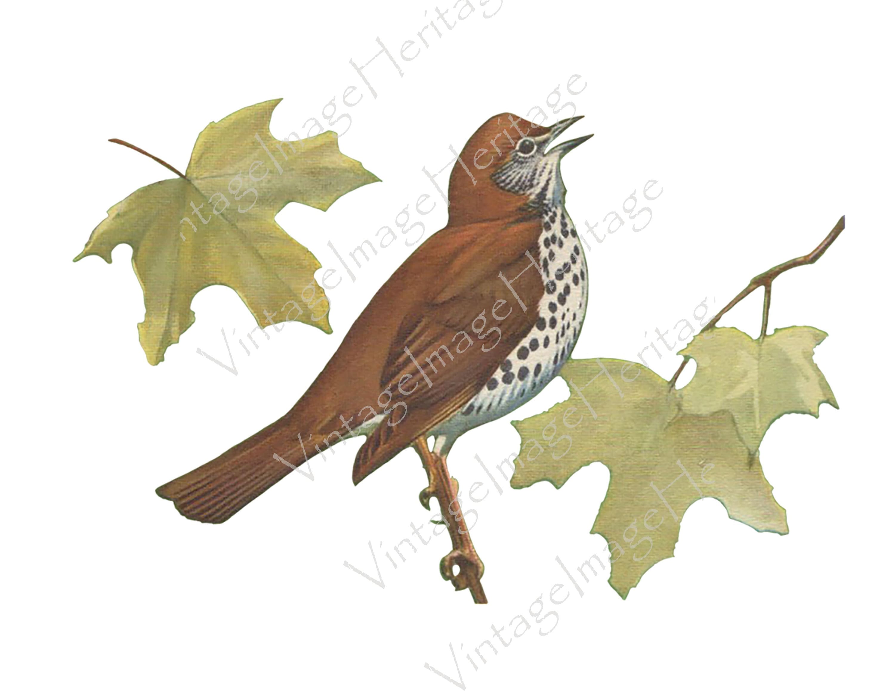 Wood Thrush, Illustration, Digital Download, Image, Clipart for ...