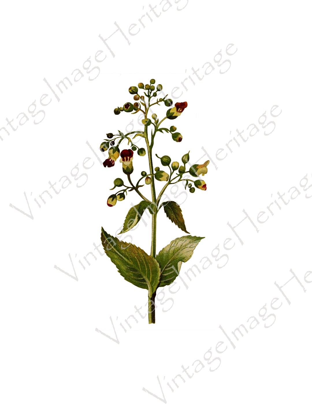 Woodland Figwort (scrophularia Nodosa) 1800s Botanical Illustration ...