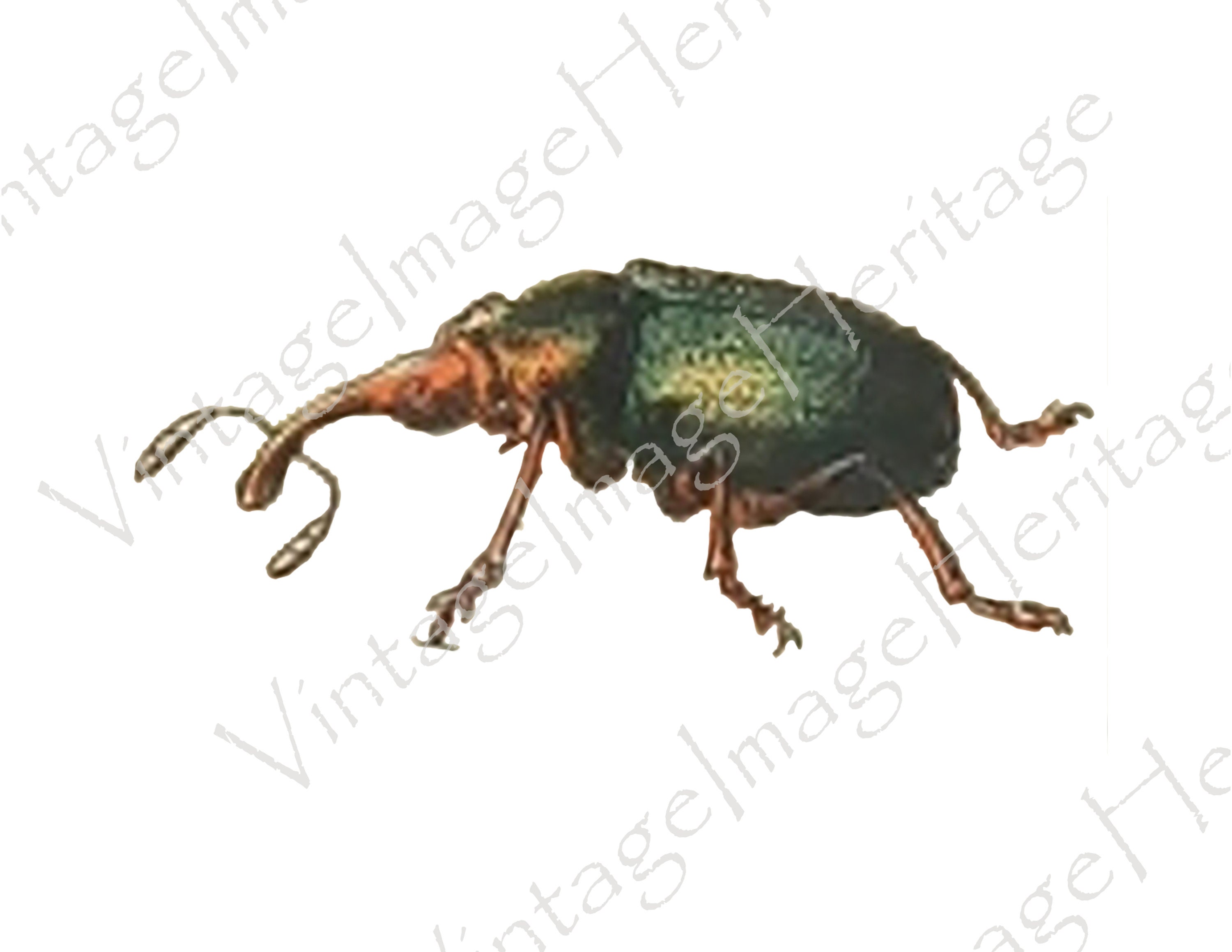 Tooth Nosed Snout Weevil 1909 Adolphe Millot Illustration, Digital ...