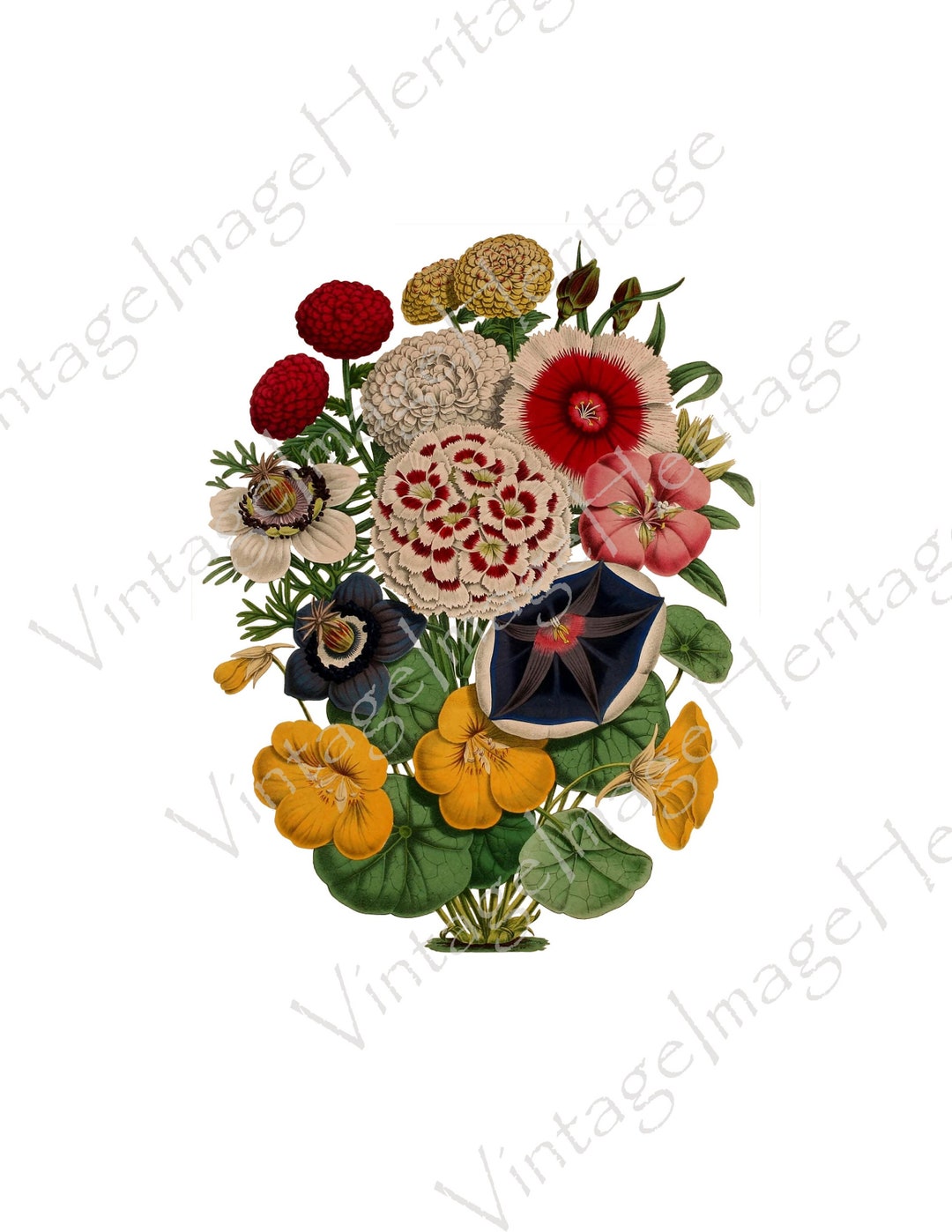 Flower Bouquet 1800s Botanical Illustration, Digital Download, Image ...