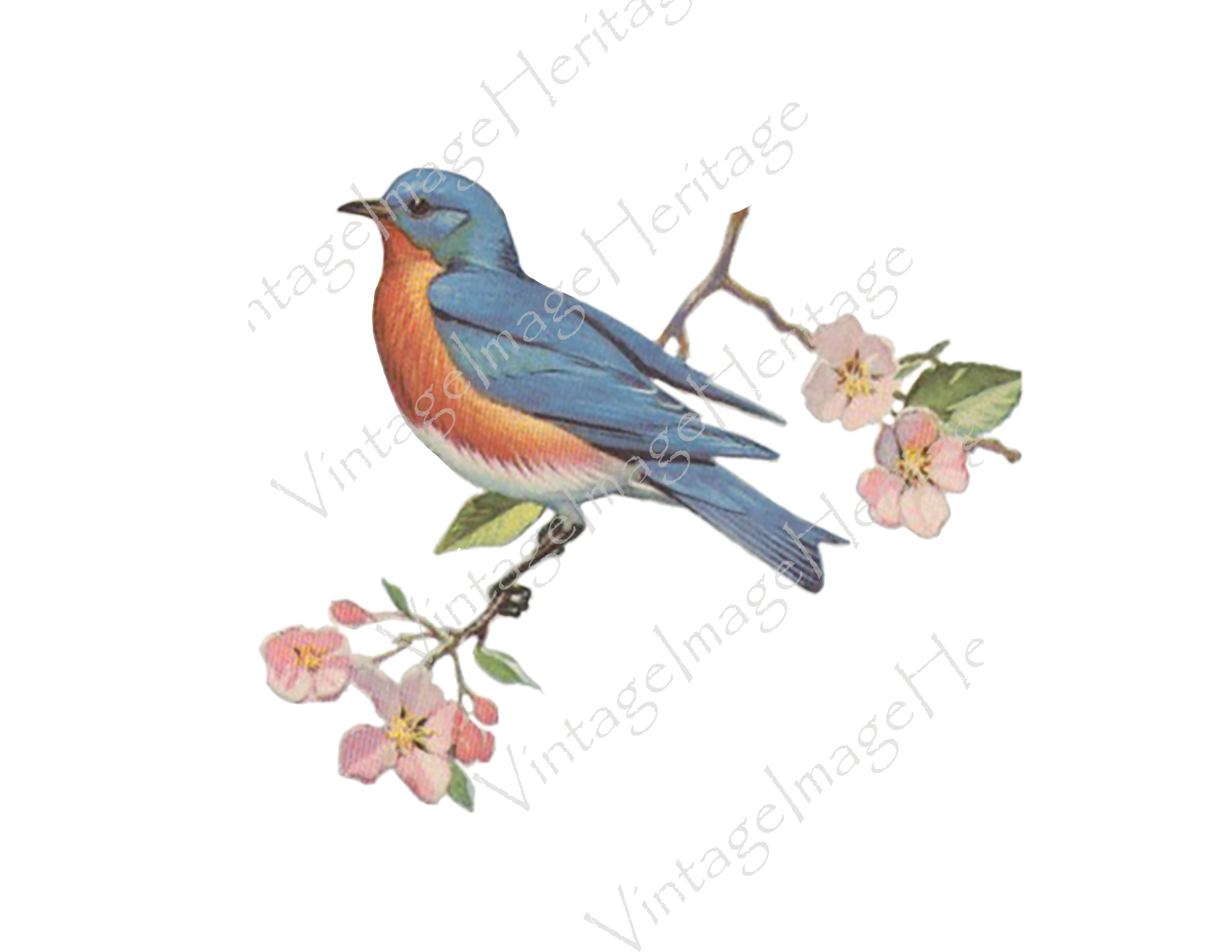 Eastern Bluebird, Illustration, Digital Download, Image, Clipart for ...