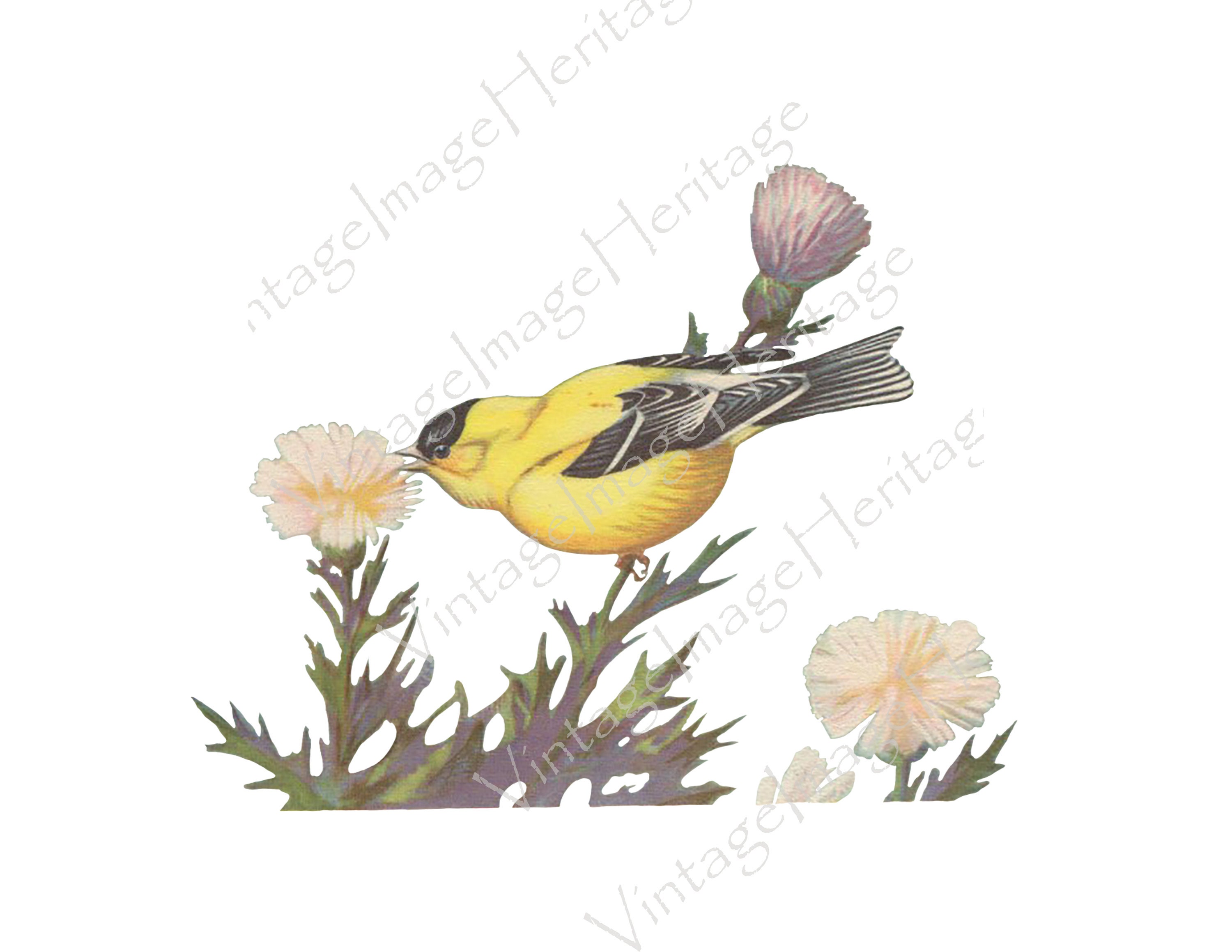 Goldfinch, Multi-layer SVG for Cricut - Etsy