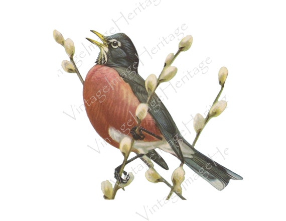 Robin Illustration Digital Download Image Clipart for - Etsy