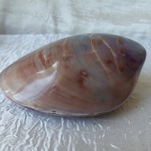 Polished Oyster Shell, 5" Long, Pair of Polished Oyster Shell, Polished ...