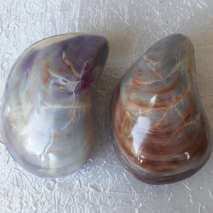 Polished Oyster Shell, 5" Long, Pair of Polished Oyster Shell, Polished ...