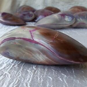 Polished Oyster Shell, 5" Long, Pair of Polished Oyster Shell, Polished ...