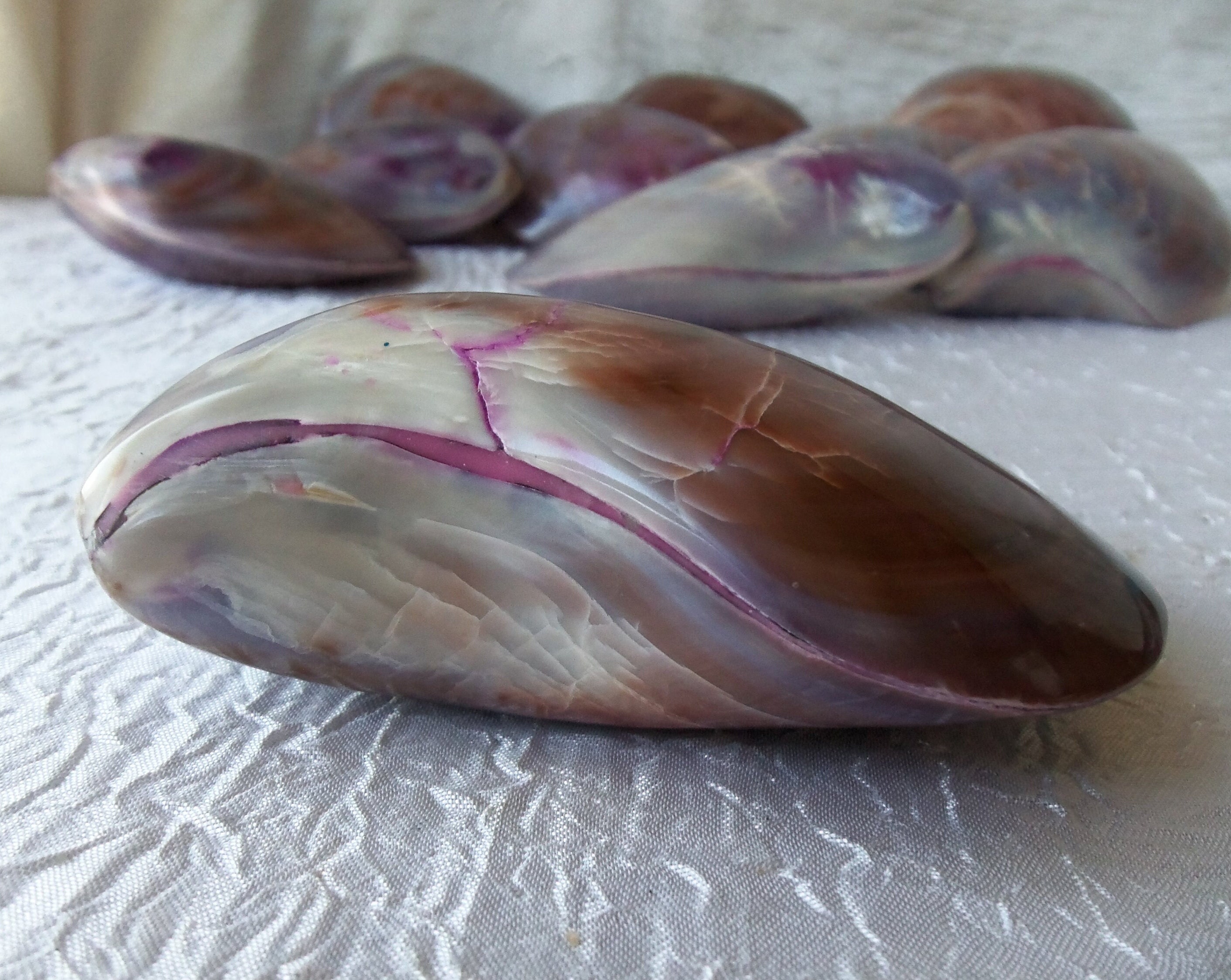 Polished Oyster Shell, 5" Long, Pair of Polished Oyster Shell, Polished ...