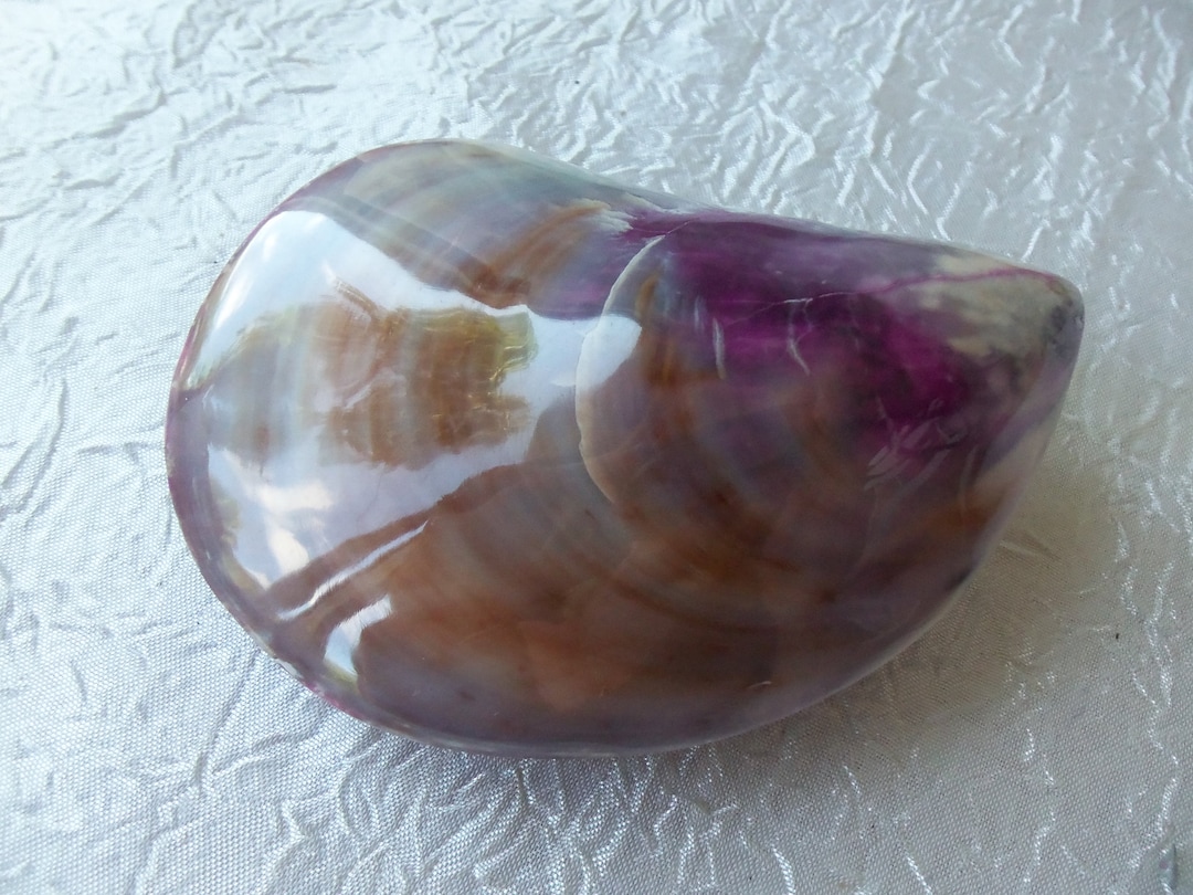 Polished Oyster Shell, 5" Long, Pair of Polished Oyster Shell, Polished ...