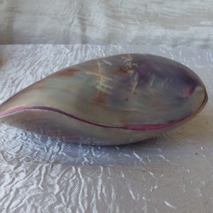Polished Oyster Shell, 5" Long, Pair of Polished Oyster Shell, Polished ...