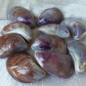 Polished Oyster Shell, 5" Long, Pair of Polished Oyster Shell, Polished ...