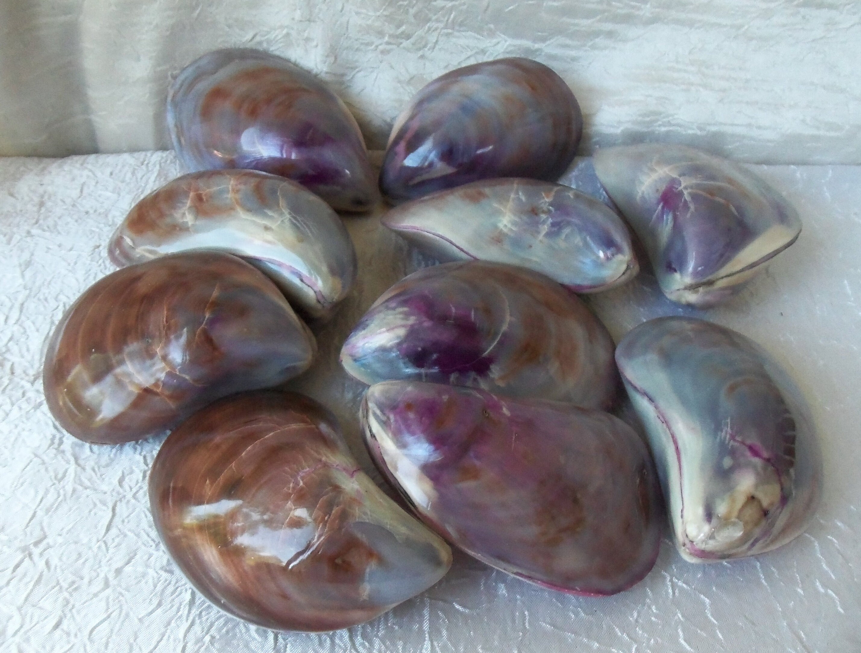 Polished Oyster Shell, 5" Long, Pair of Polished Oyster Shell, Polished ...