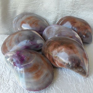 Polished Oyster Shell, 5" Long, Pair of Polished Oyster Shell, Polished ...