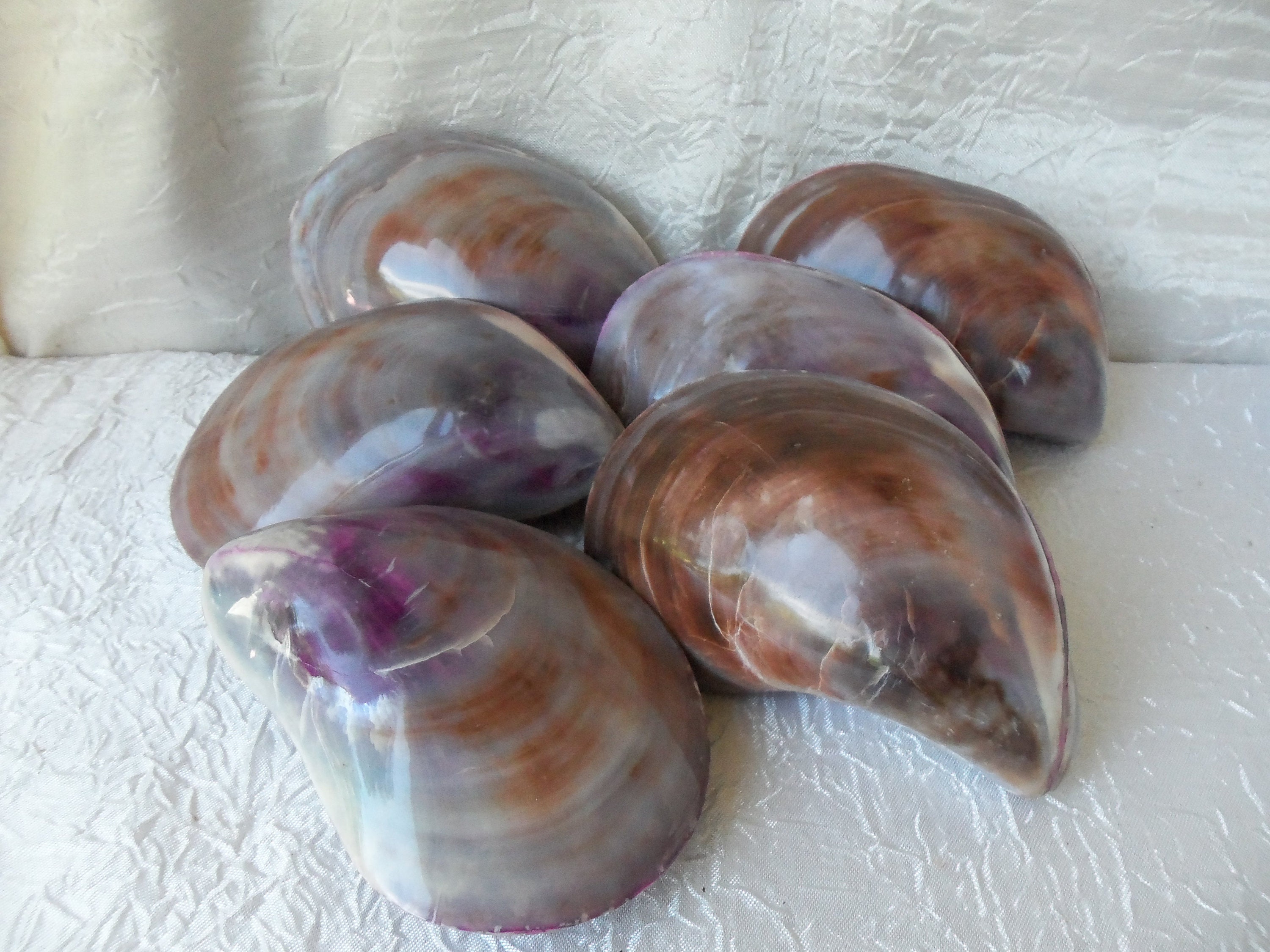 Polished Oyster Shell, 5" Long, Pair of Polished Oyster Shell, Polished ...