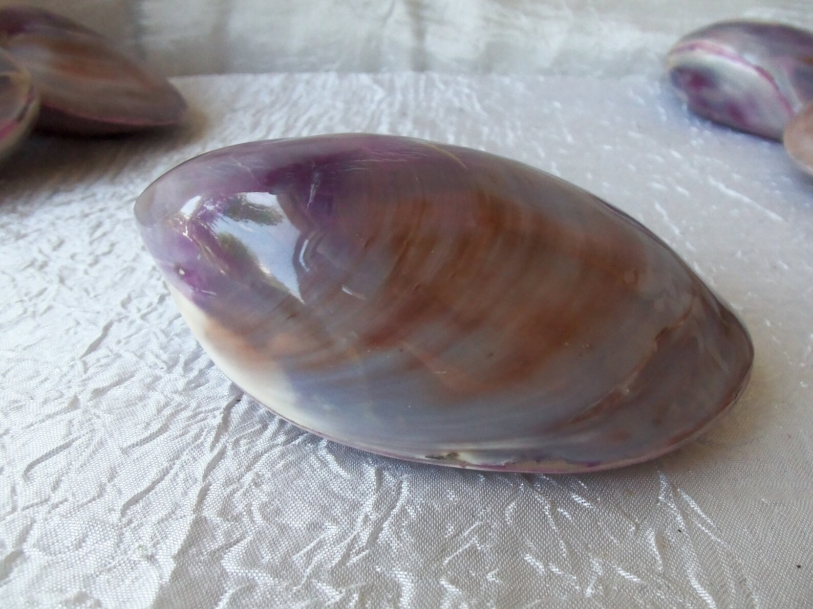Polished Oyster Shell, 5" Long, Pair of Polished Oyster Shell, Polished ...