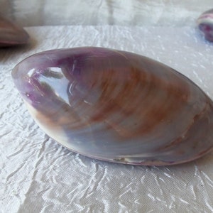 Polished Oyster Shell, 5" Long, Pair of Polished Oyster Shell, Polished ...