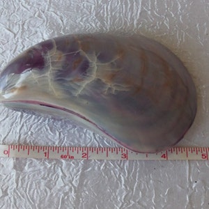 Polished Oyster Shell, 5" Long, Pair of Polished Oyster Shell, Polished ...