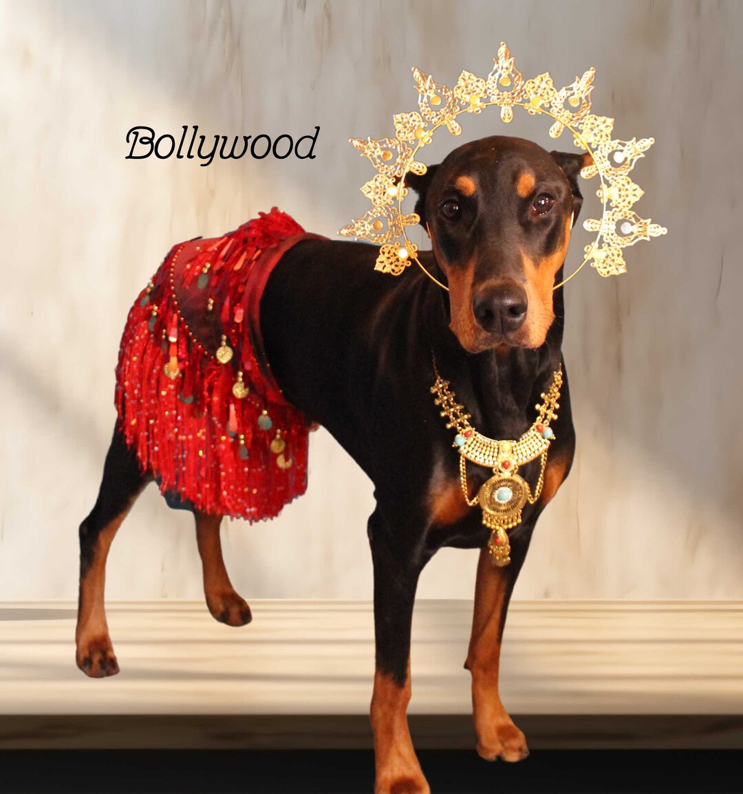 Bollywood, Pet Costume, Goddess, Halloween for Dogs, Bollywood ...