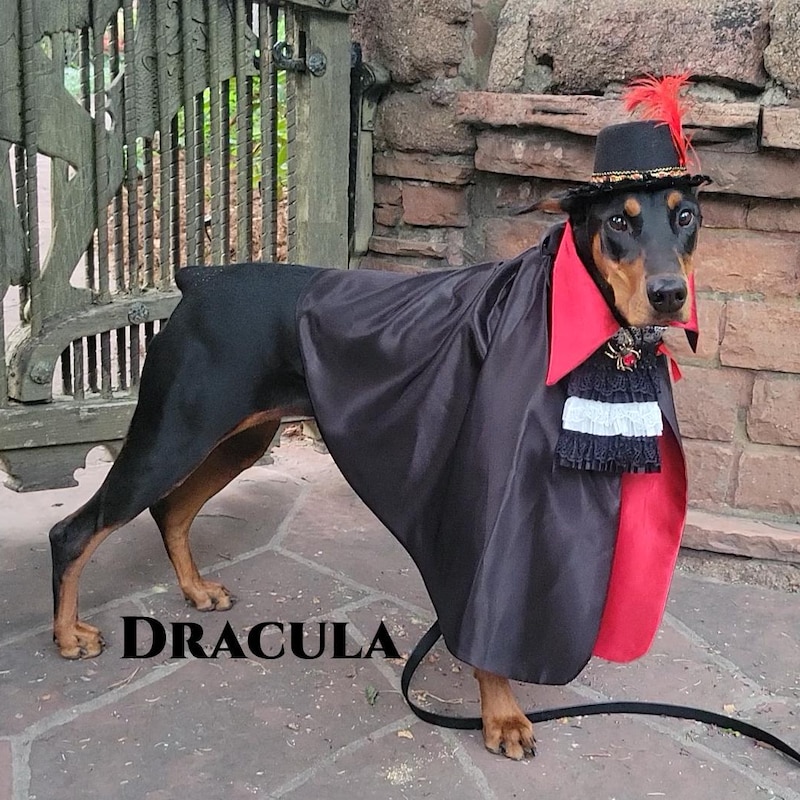 Krypto Dog Costume - Etsy