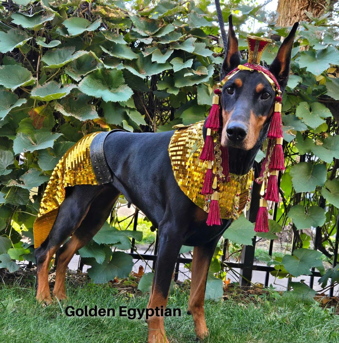 Cleopatra, Egyptian, Halloween Costume for Large Dogs, Cosplay ...