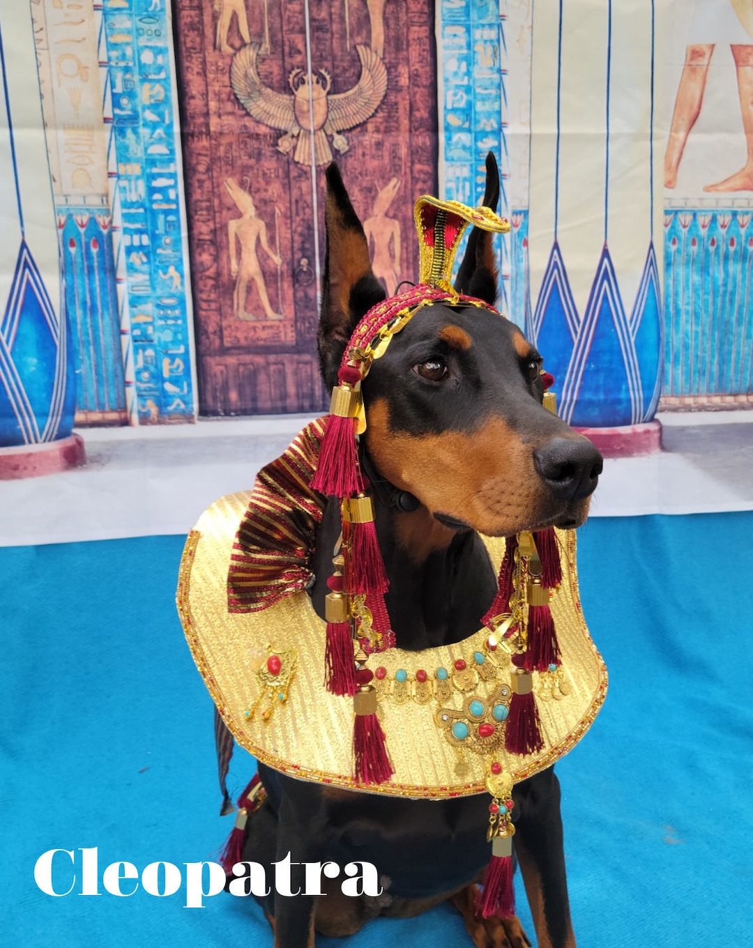 Cleopatra, Egyptian, Halloween Costume for Dogs, Dog Costumes, - Etsy