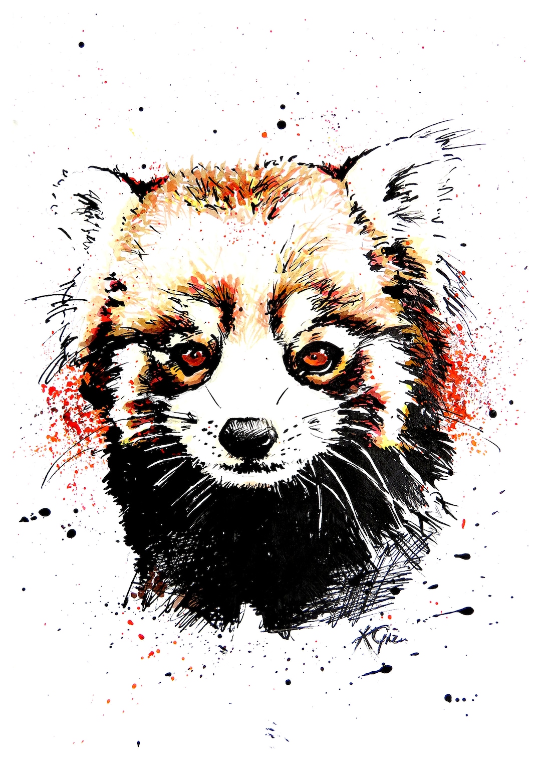 A4 Picture Print, Endangered Red Panda. Hand Signed on Order. - Etsy