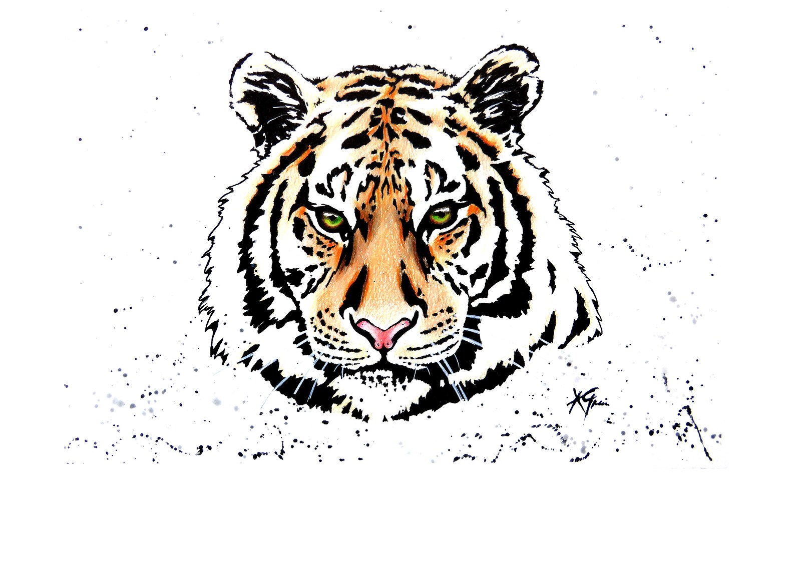 A4 Picture Print, Endangered Amur Tiger. Hand Signed on Order. - Etsy