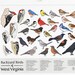 Wisconsin Printable Backyard Birds of Wisconsin Field Guide - Etsy