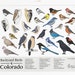 Colorado - Printable Backyard Birds of Colorado Field Guide Print ...