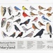 Maryland - Printable Backyard Birds of Maryland Field Guide Print ...