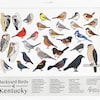 California Printable Backyard Birds of California Field Guide Print ...