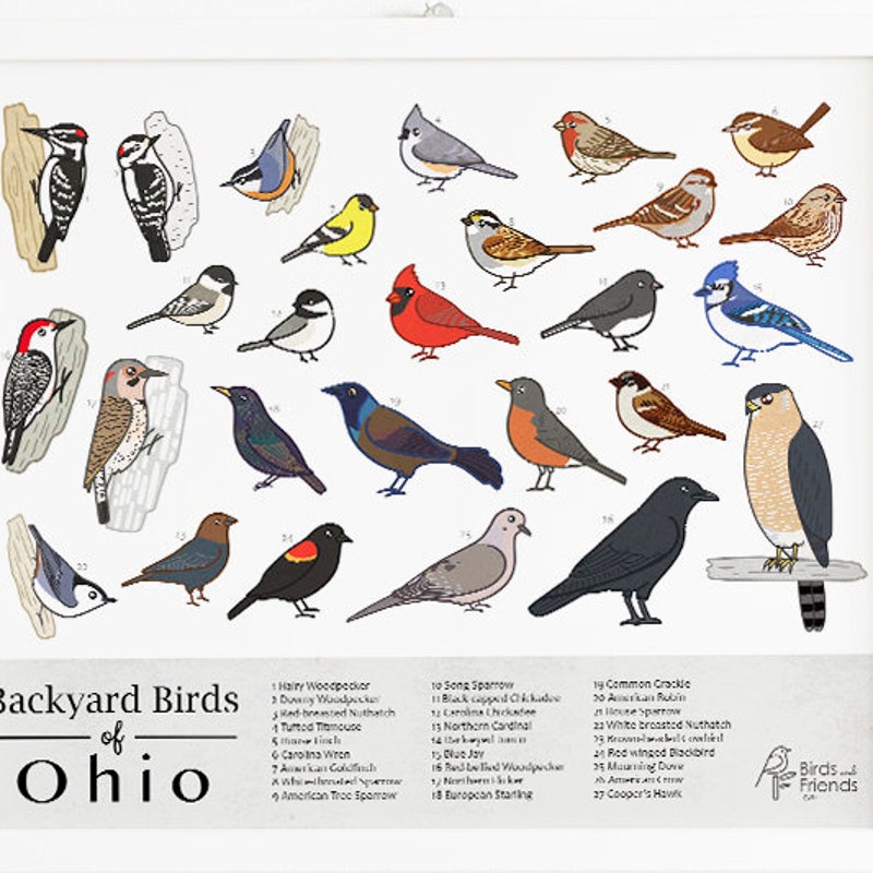 BirdsandFriends - Etsy