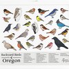 Minnesota Printable Backyard Birds of Minnesota Field Guide Print Bird ...